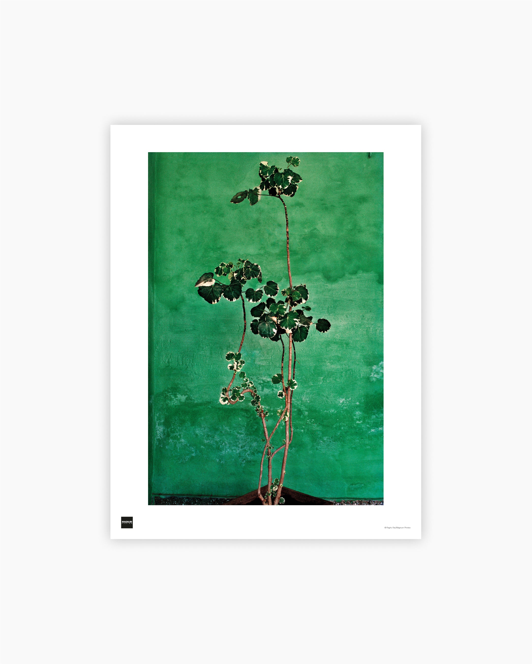 Magnum Poster: India, 2013